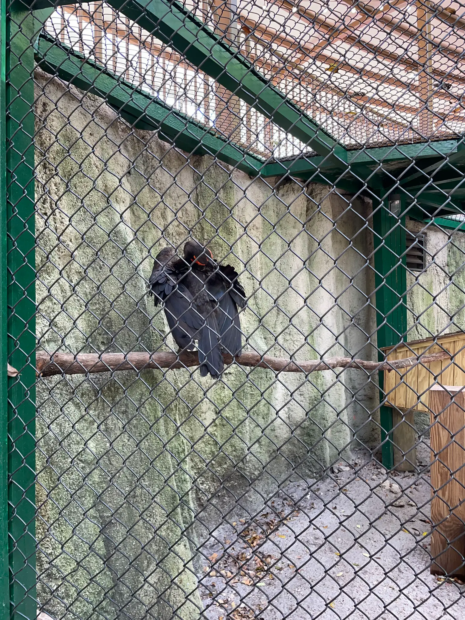 Jungle island 🐢 | Gallery posted by Yume | Lemon8