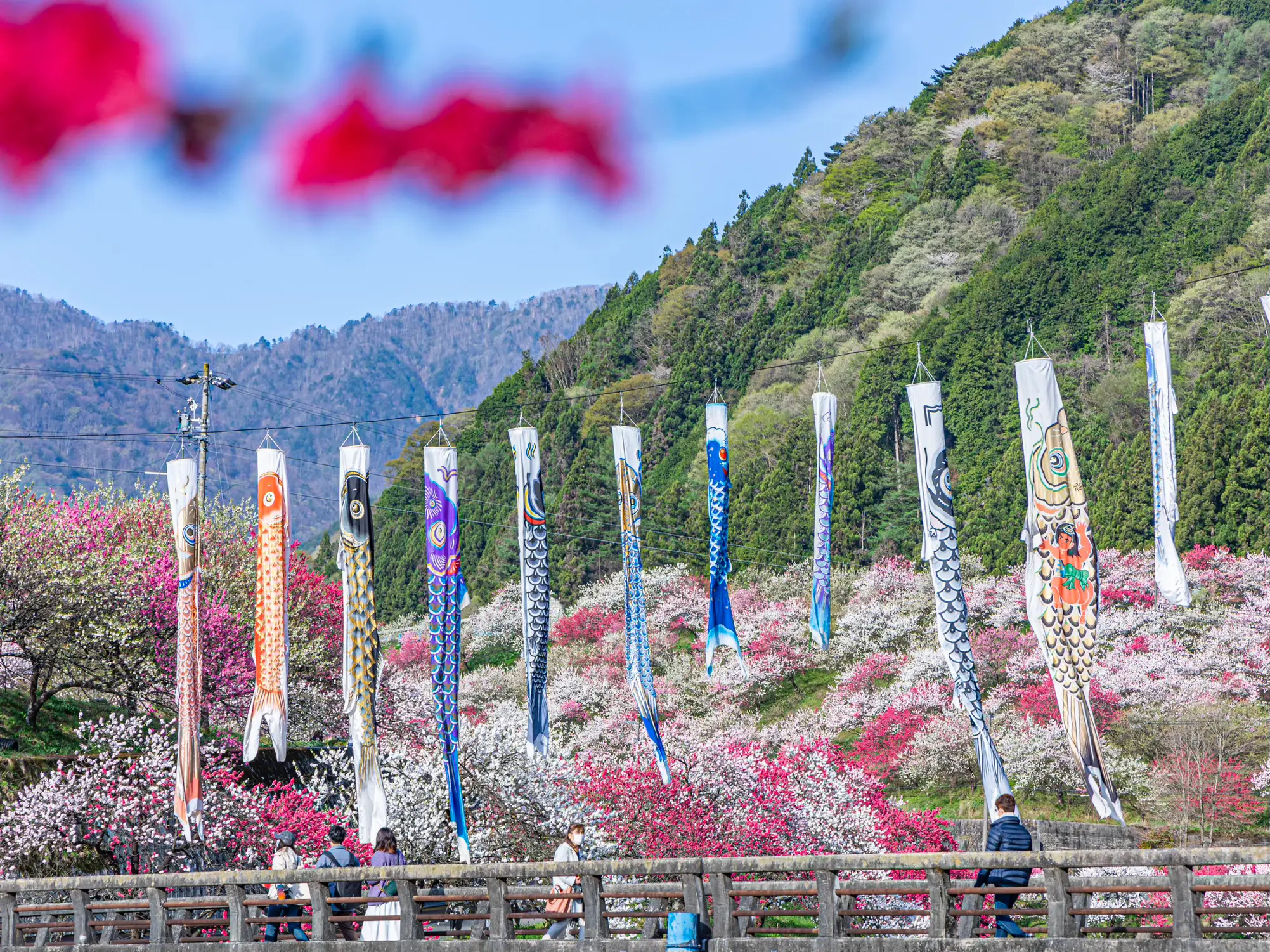 ฤดูใบไม้ผลิหมู่บ้าน Azhi🌸 | แกลเลอรีที่โพสต์โดย mökki GLAMPING | Lemon8