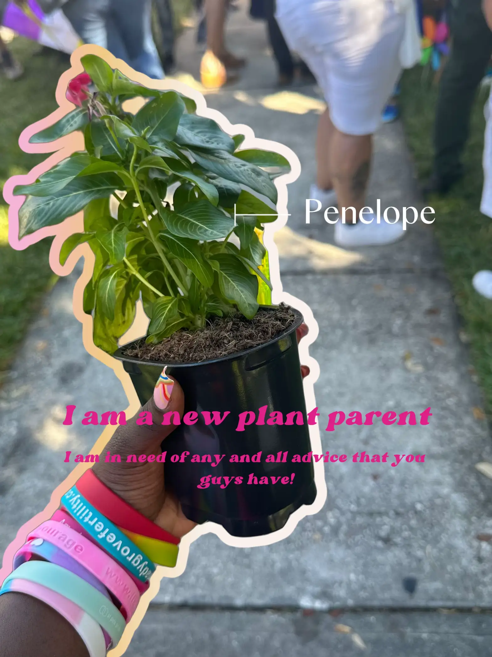 PLANT PARENT IN NEED | Gallery posted by Tiooo | Lemon8
