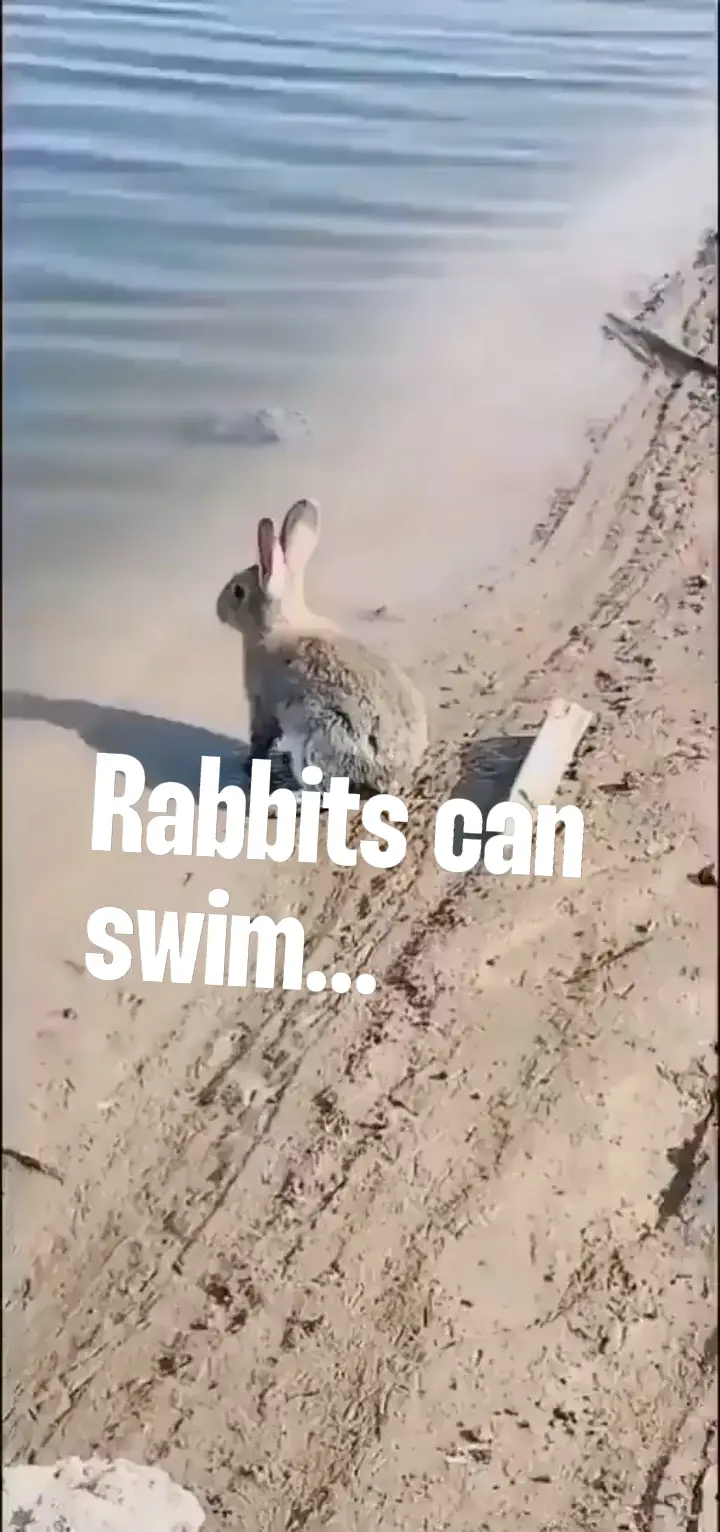 Rabbits can swim🤔 | Video published by Life of Pets | Lemon8