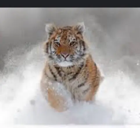 Tiger | Gallery posted by Star_lol | Lemon8