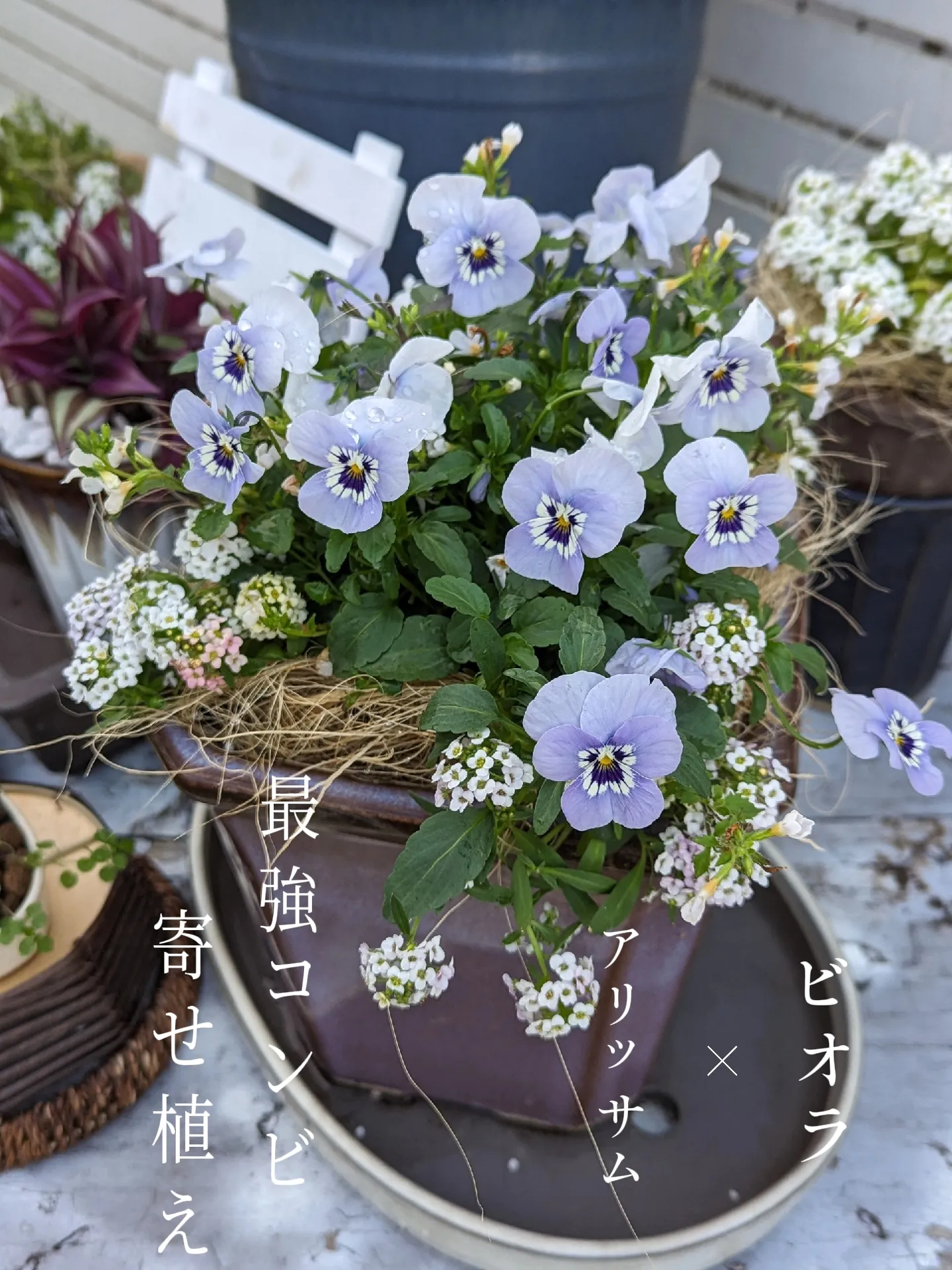 最強コンビを寄せ植え！！！！ | nao(⁠*⁠˘⁠︶⁠˘⁠)が投稿したフォトブック | Lemon8