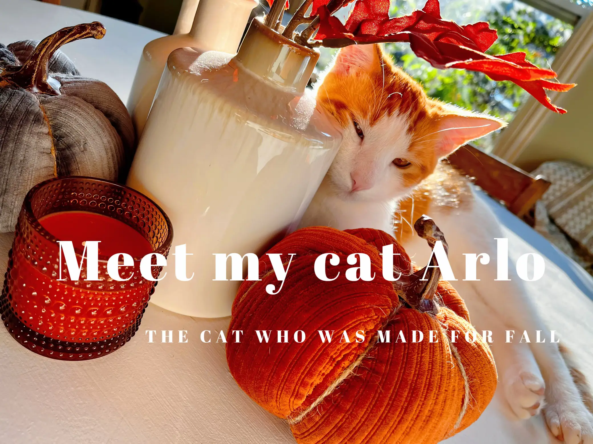 Meet my cat Arlo | Gallery posted by Danielle | Lemon8