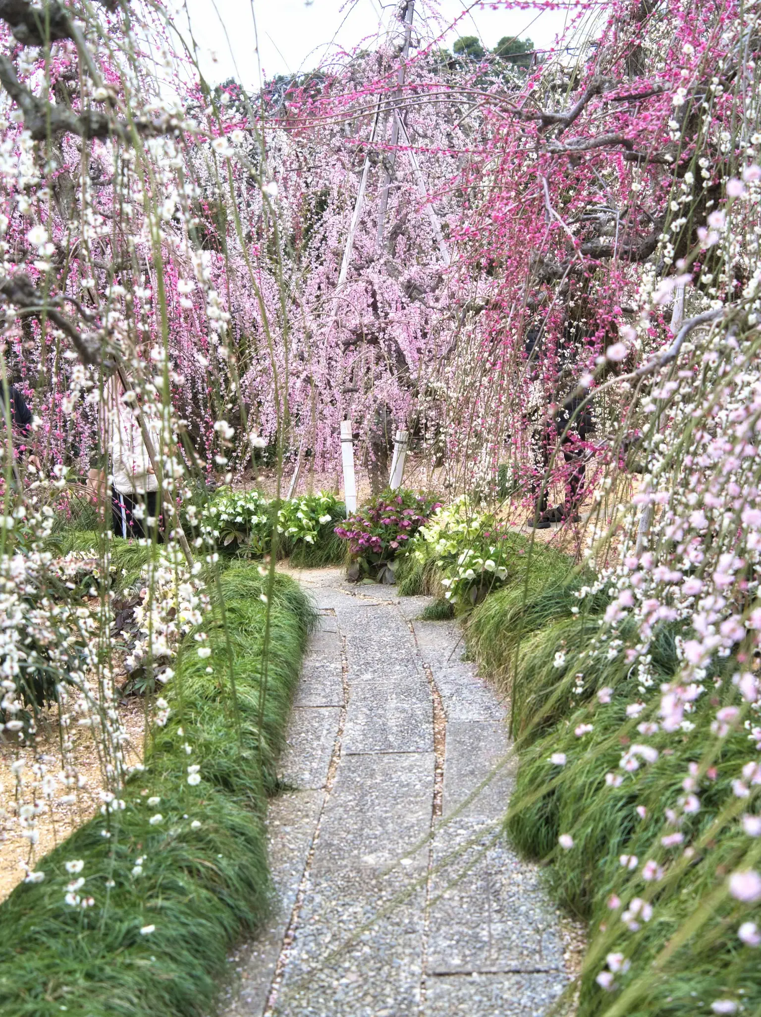 もうすぐ見頃 龍が天に昇る様を表している⁉️静岡屈指のオススメ梅園を紹介💡※マップ付 | tenpaland📸 ️が投稿したフォトブック | Lemon8