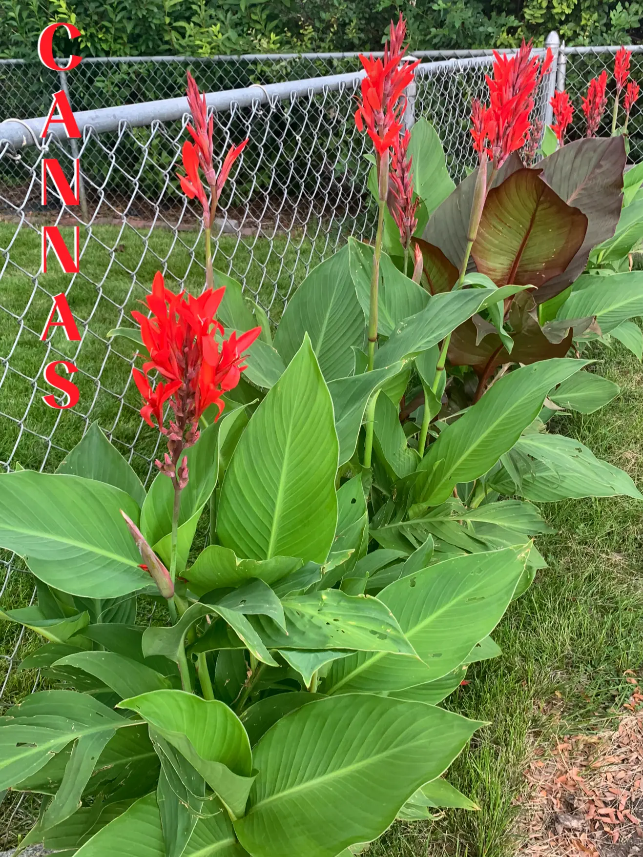 CANNAS | Gallery posted by TreuGibson | Lemon8