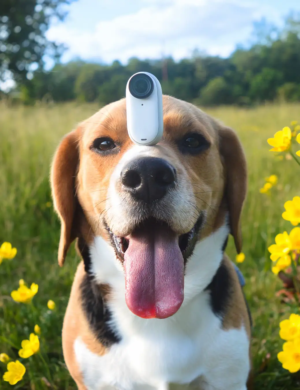 Adorable Paw-spectives with My Tiny Action Cam 🥰 | Insta360 が投稿したフォトブック | Lemon8