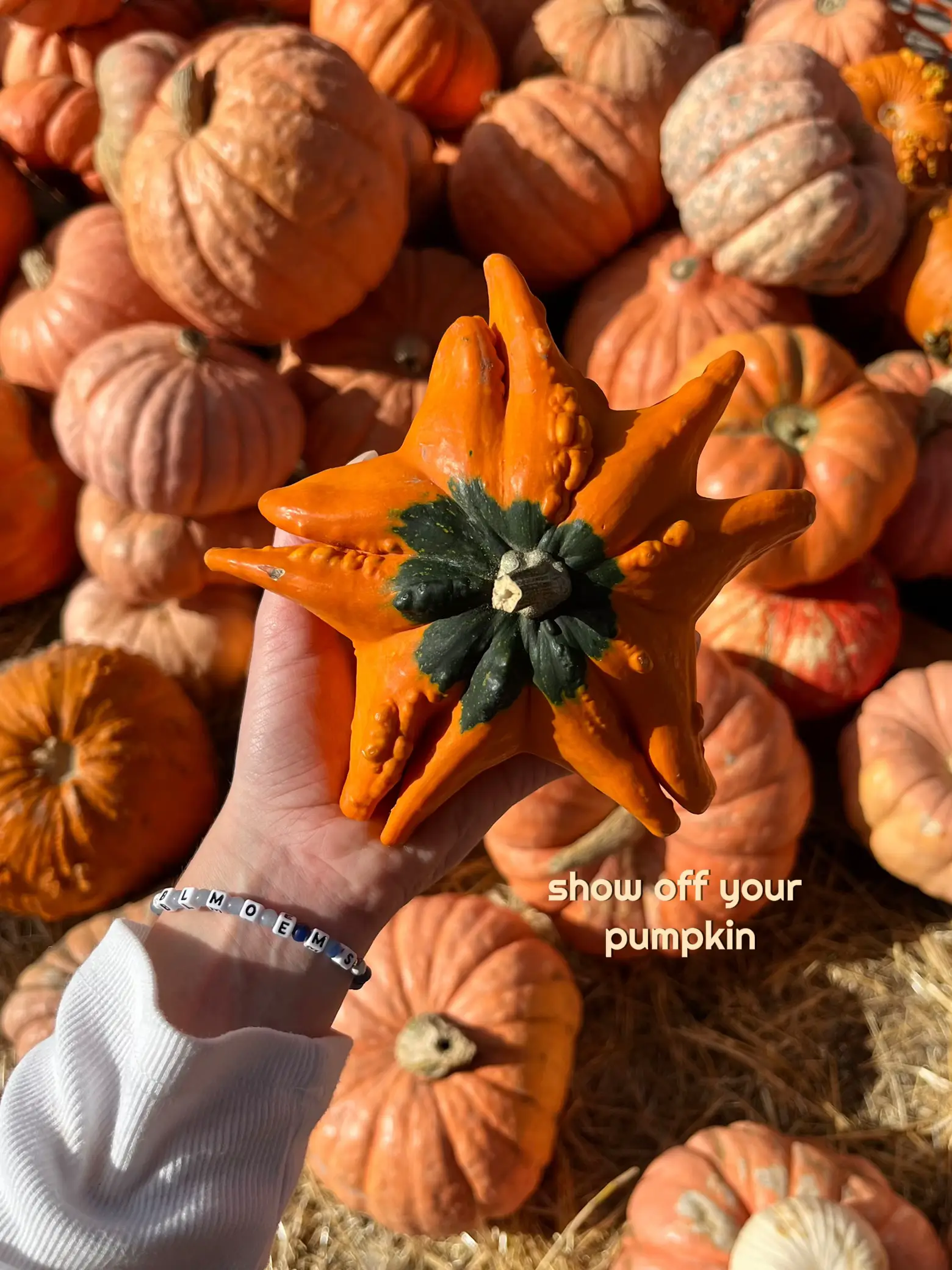 Pumpkin Patch Photos 🎃 | Gallery posted by Em ☻ | Lemon8