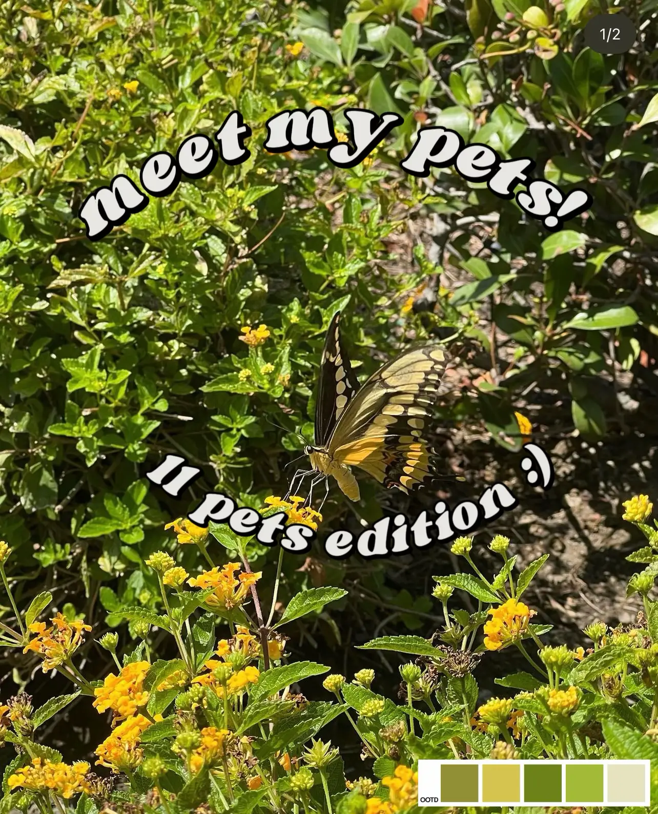 MEET MY PETS! | Gallery posted by lyssa | Lemon8