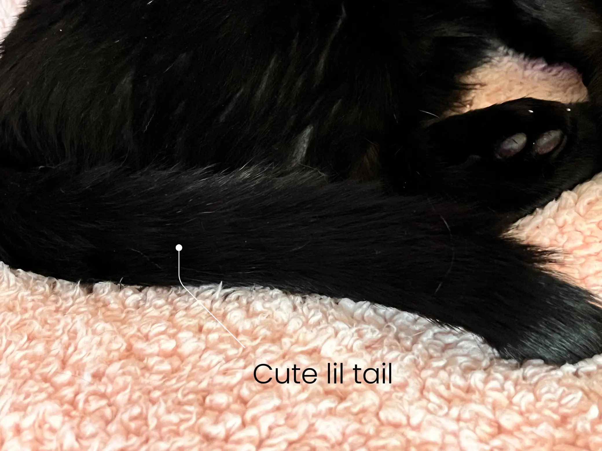 My tiny little panther 🐈‍⬛ and all his details | Gallery posted by Gee | Lemon8