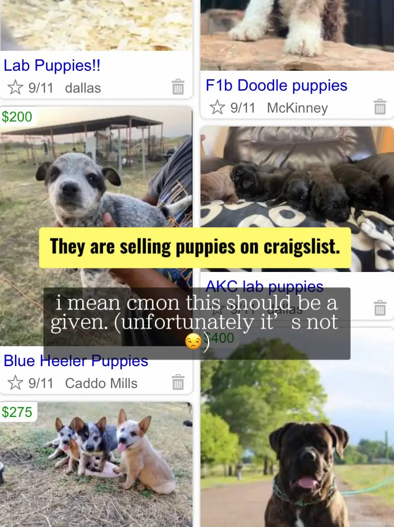 SIGNS OF A BACKYARD BREEDER | Gallery posted by emalye | Lemon8