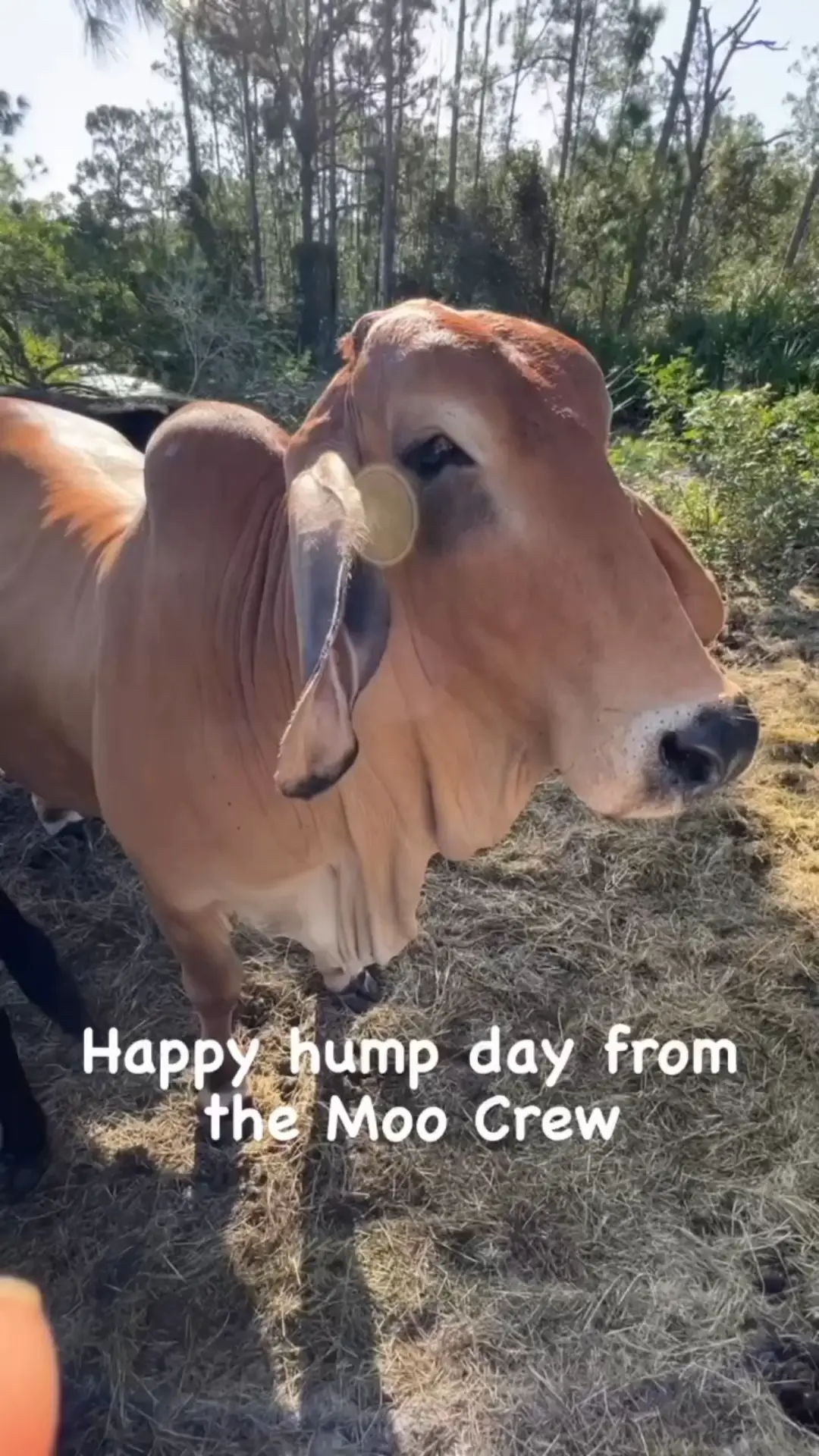 Happy hump day from the moo crew 🐂🐄 | Video published by Little Bear | Lemon8
