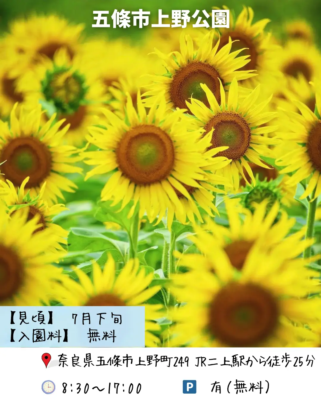 5 Selected Sunflower Fields in Nara🌻 | Gallery posted by 旅なら｜ 奈良発の旅行×デート | Lemon8