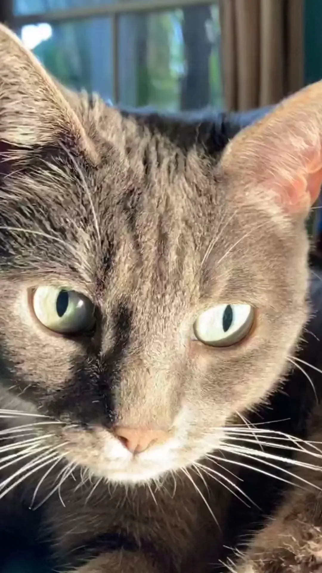 Send this to your bestie 😻😹 #cats #funnycats | Video published by Cute ...