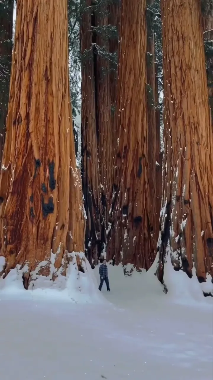 Sequoia National park, California, USA | Video published by Travel ...