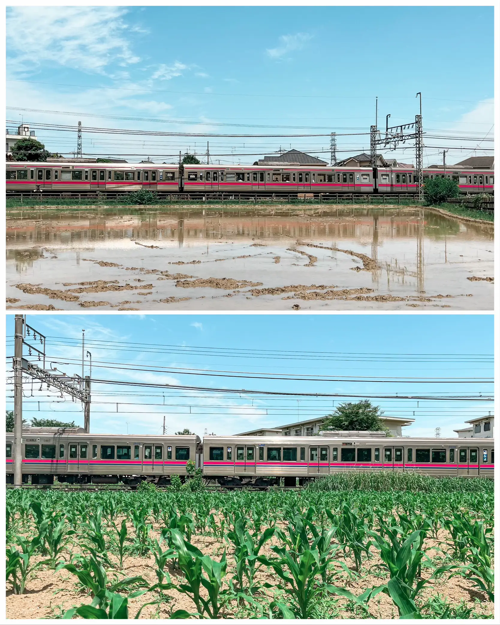 牧場直営のジェラート専門店🐮🍨 | Tsudoi多摩のカフェグルメが投稿したフォトブック | Lemon8