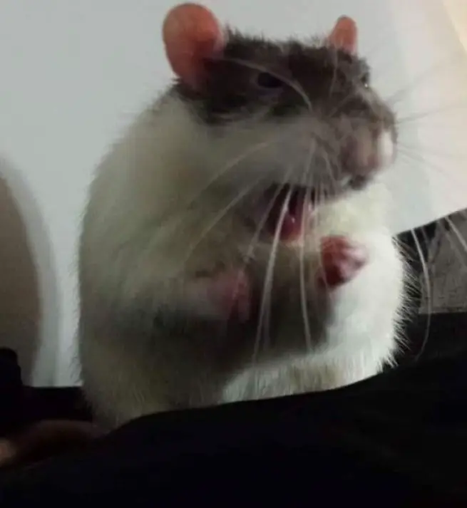 Rats Pictures | Gallery posted by Amyahhhh