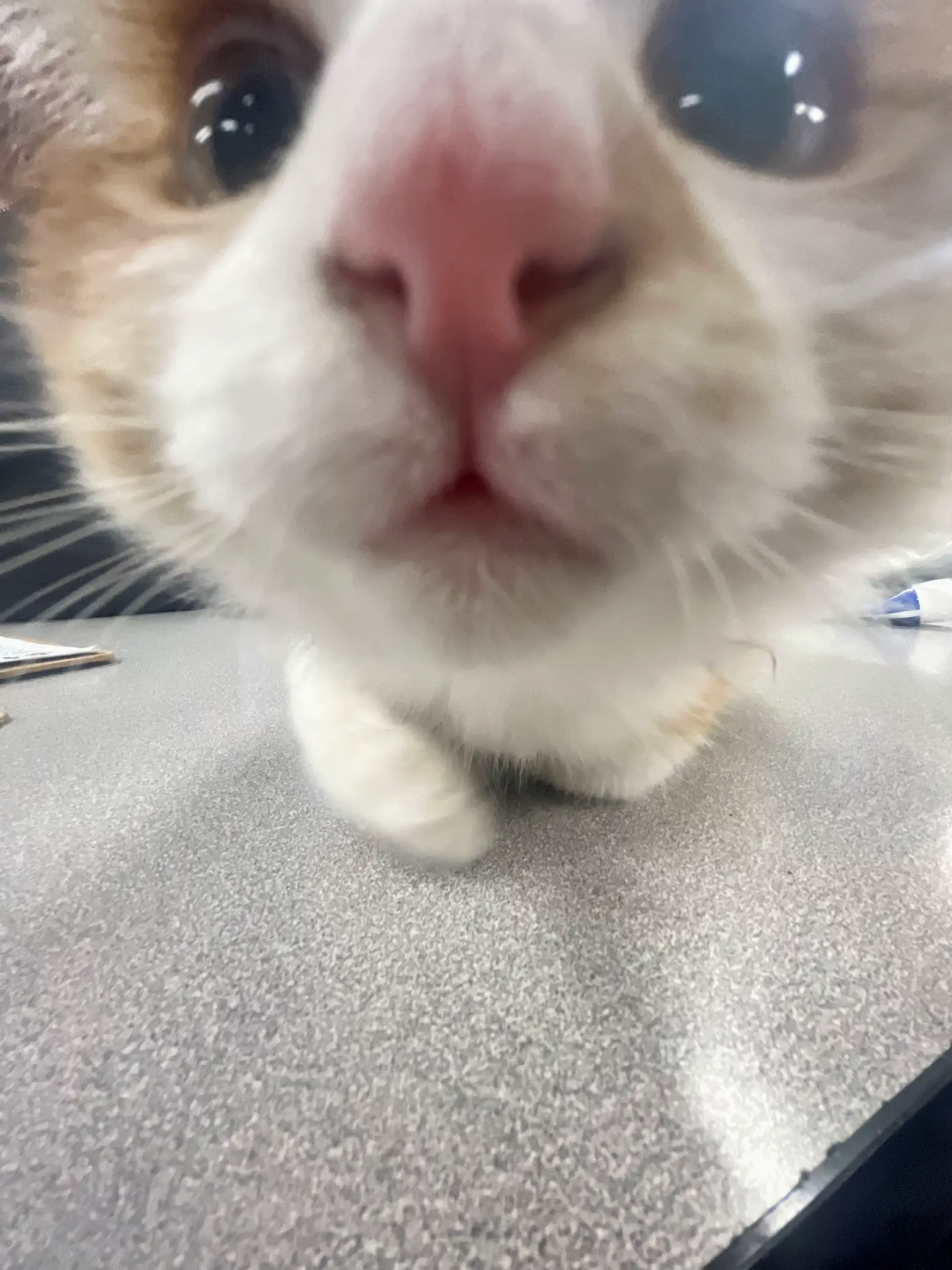 Veterinary assistant student 👩🏽‍🎓 asthetic 🩺 | Gallery posted by Myaaa ...