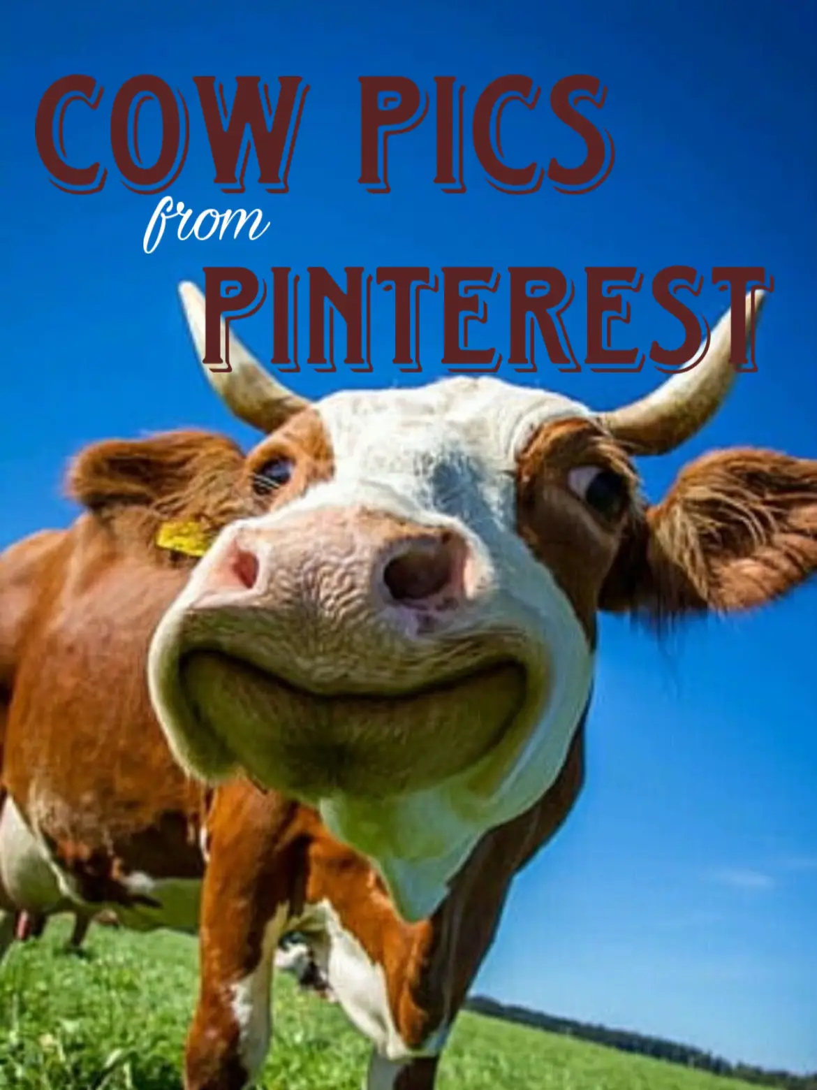 Cow Pics from Pinterest 📌 | แกลเลอรีที่โพสต์โดย kxxxa | Lemon8