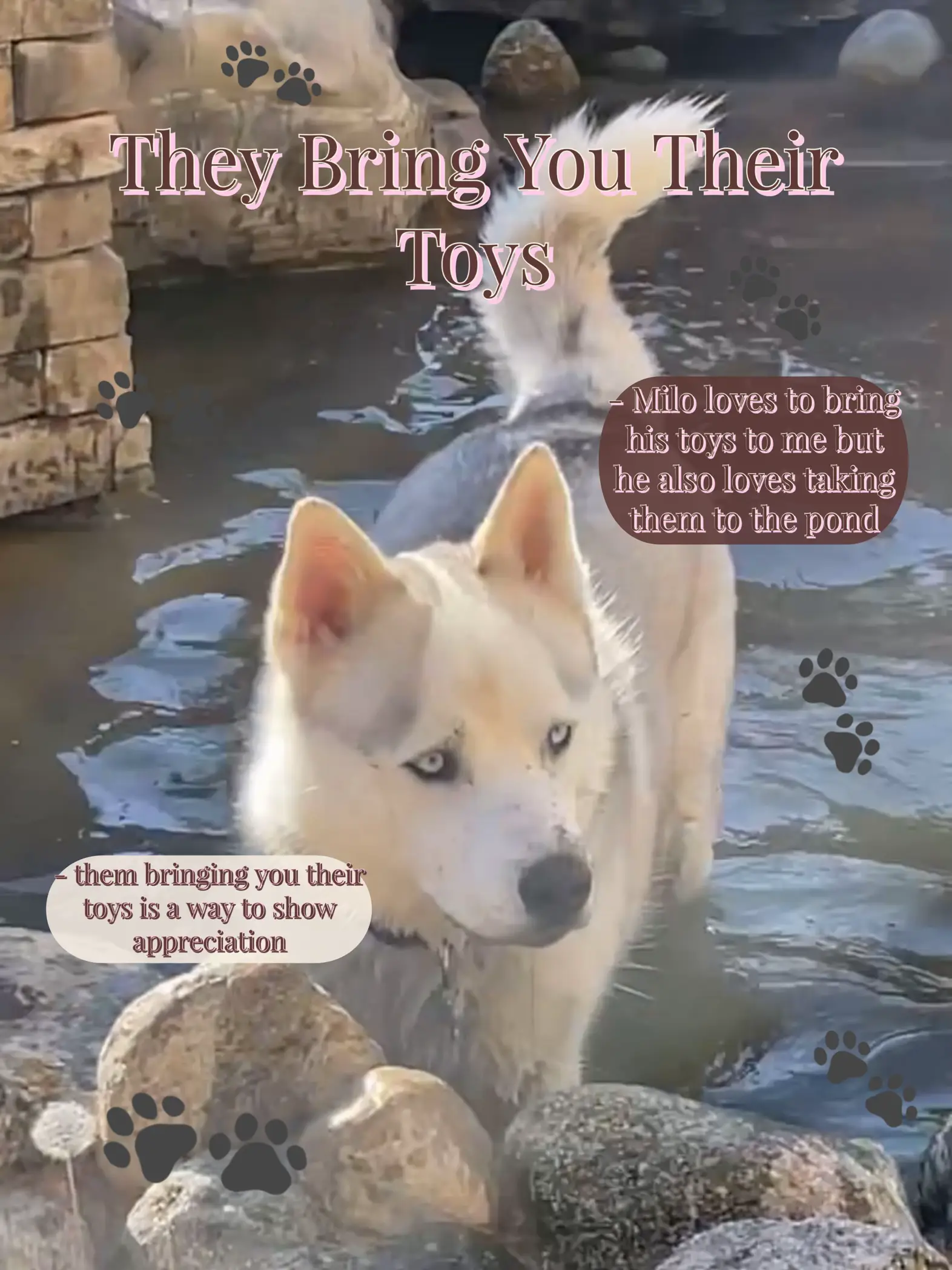 3 Signs That Your Dog is Happy 🐶🐾 | Gallery posted by Nicolette | Lemon8