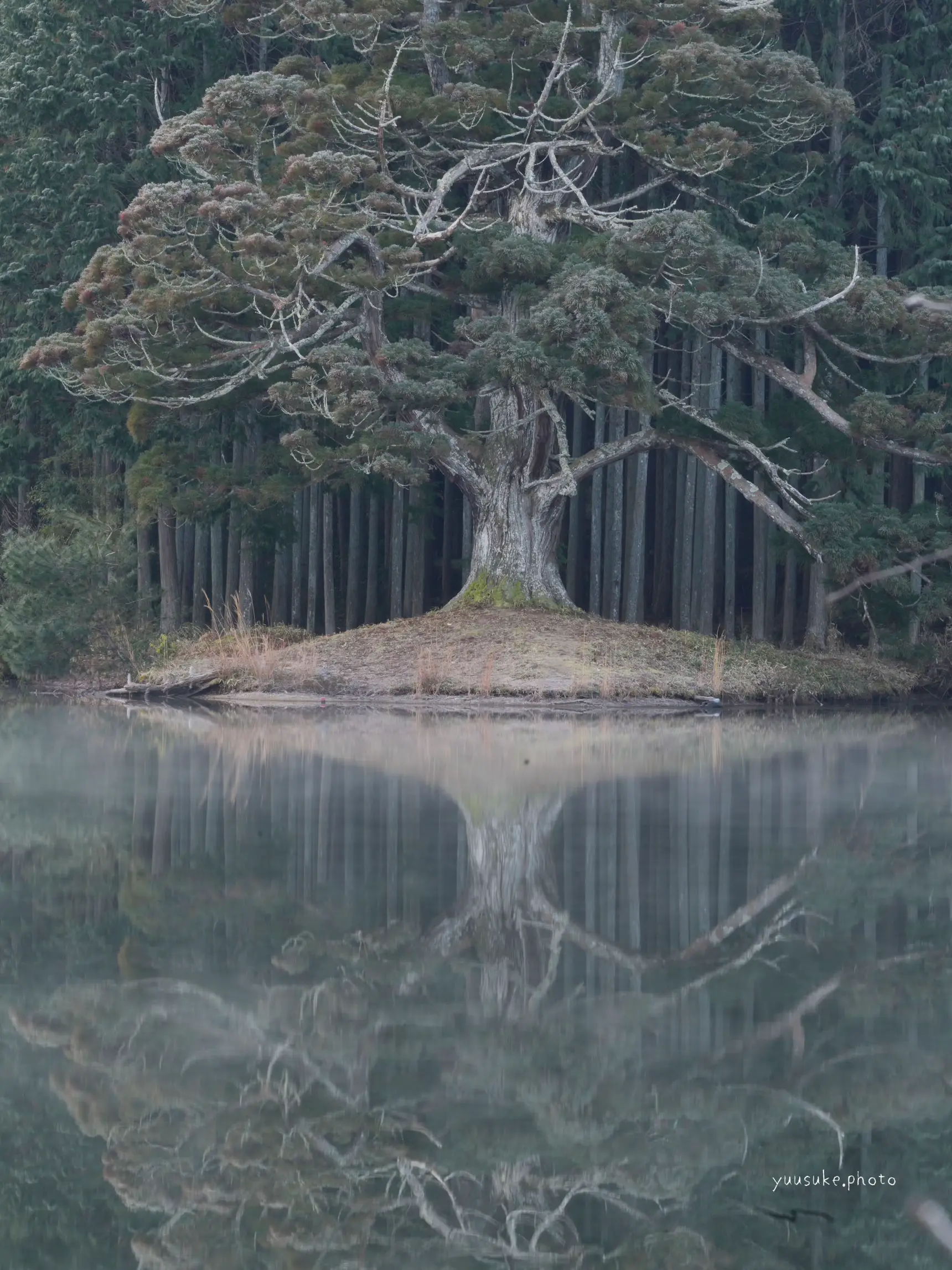 滋賀県1番の絶景🌳 岩尾池の杉 2枚目はiPhone撮影しています。 5枚目以降は去年の写真です | YUU ️絶景1人旅🚗が投稿したフォトブック | Lemon8