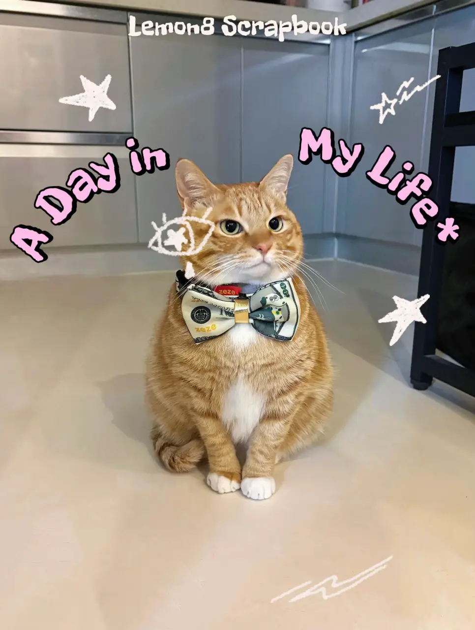 Photos of my cat 🐈 | Gallery posted by My Pets Secret | Lemon8