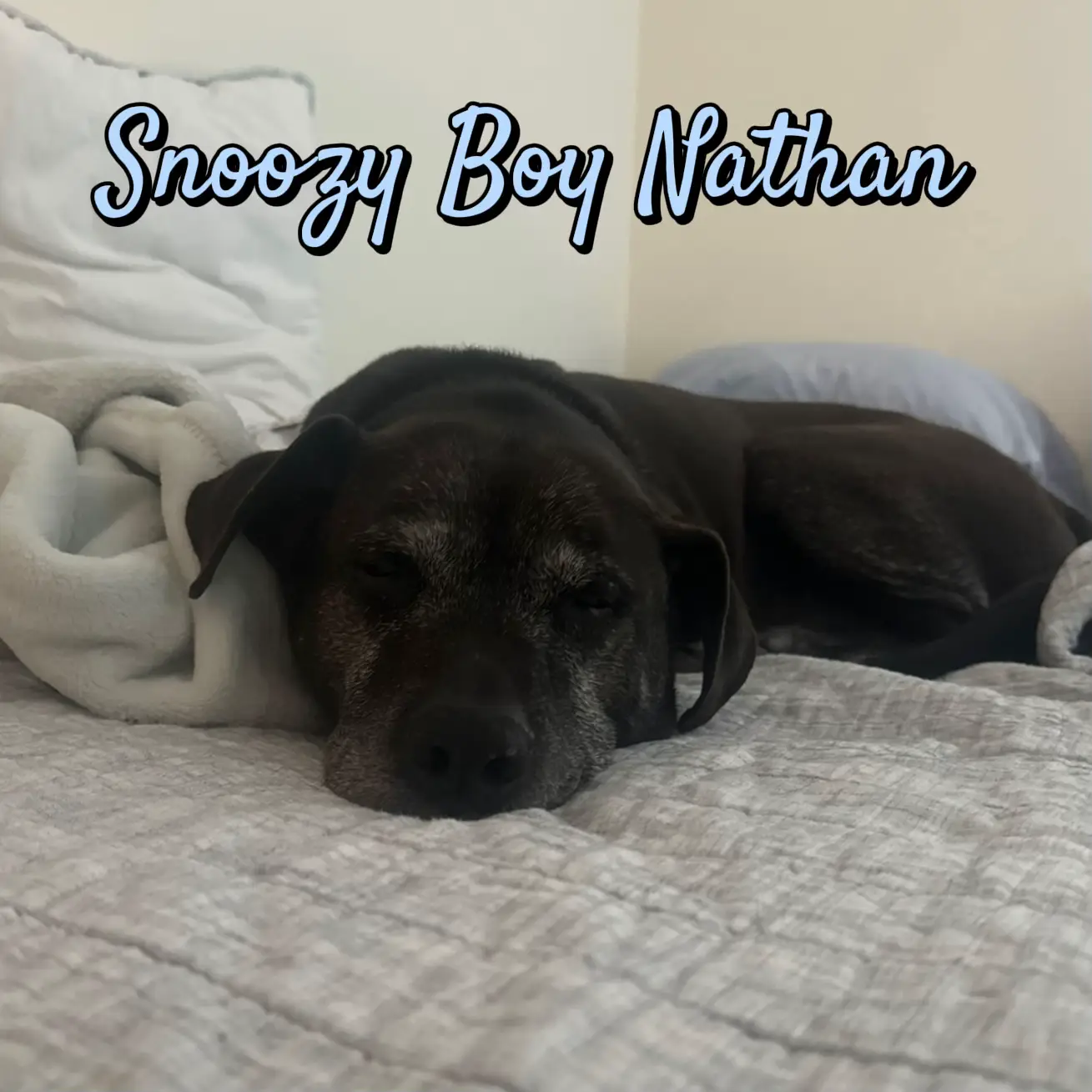 Snoozy Boy Nathan | Gallery posted by Laura Jansen | Lemon8