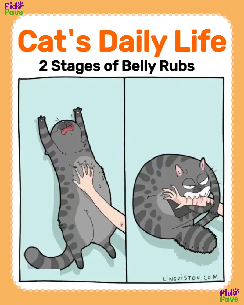 Cat’s Owners Know the Struggle | Gallery posted by Fido Fave | Lemon8