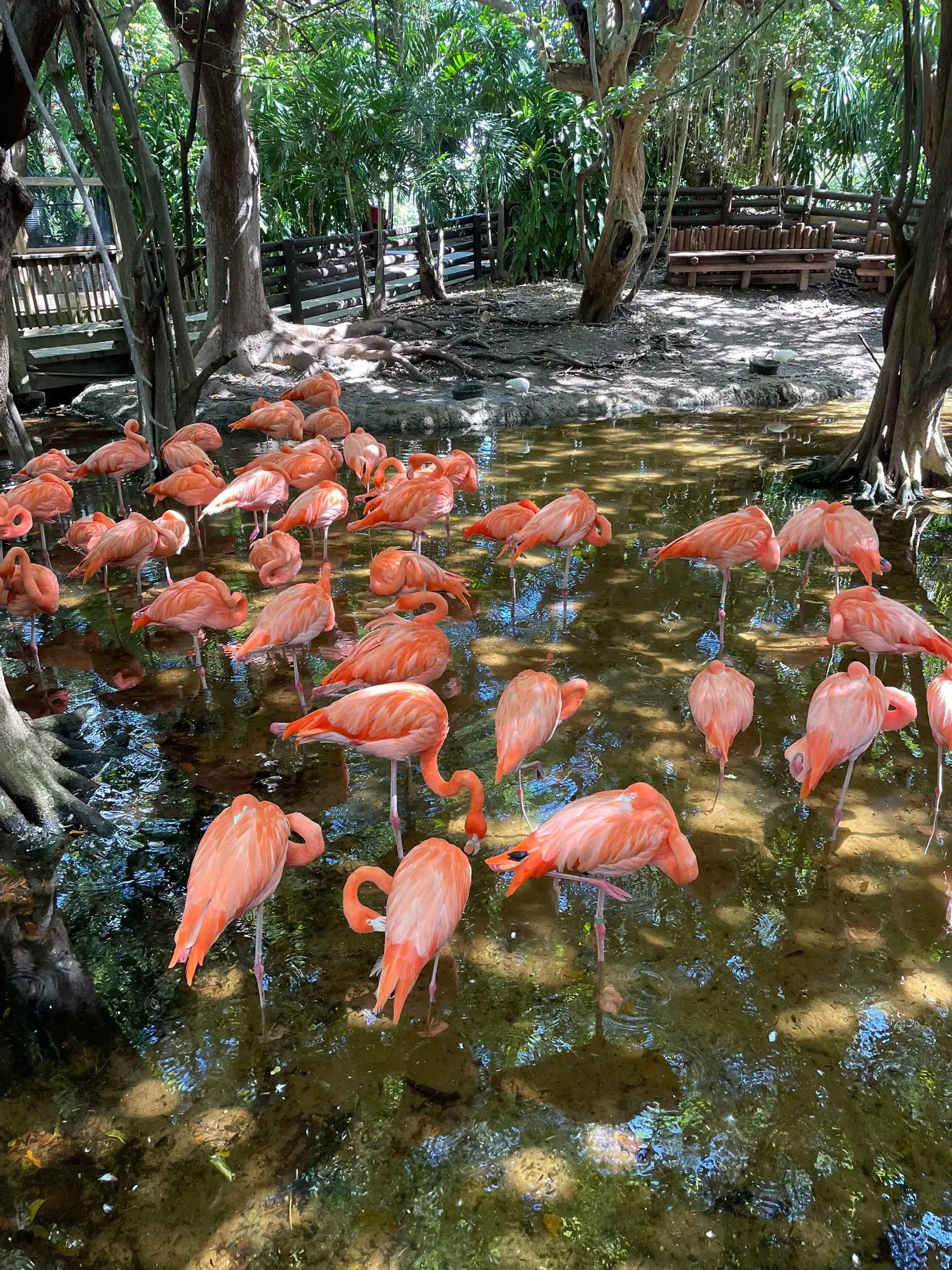 Jungle island 🐢 | Gallery posted by Yume | Lemon8