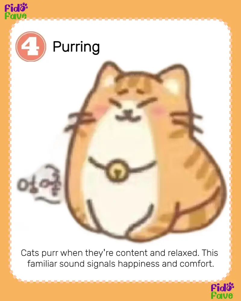 Decoding Cat’s Body Language: 25 Telltale sign | Gallery posted by Fido ...