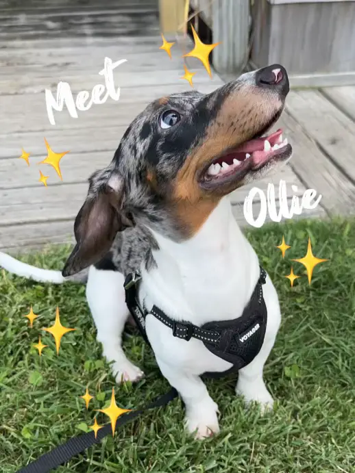 Meet Ollie🫶 | Gallery posted by vero | Lemon8