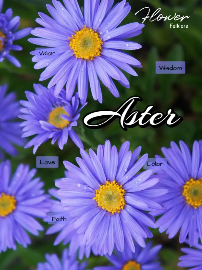Aster | Gallery posted by TheVioletWitch | Lemon8