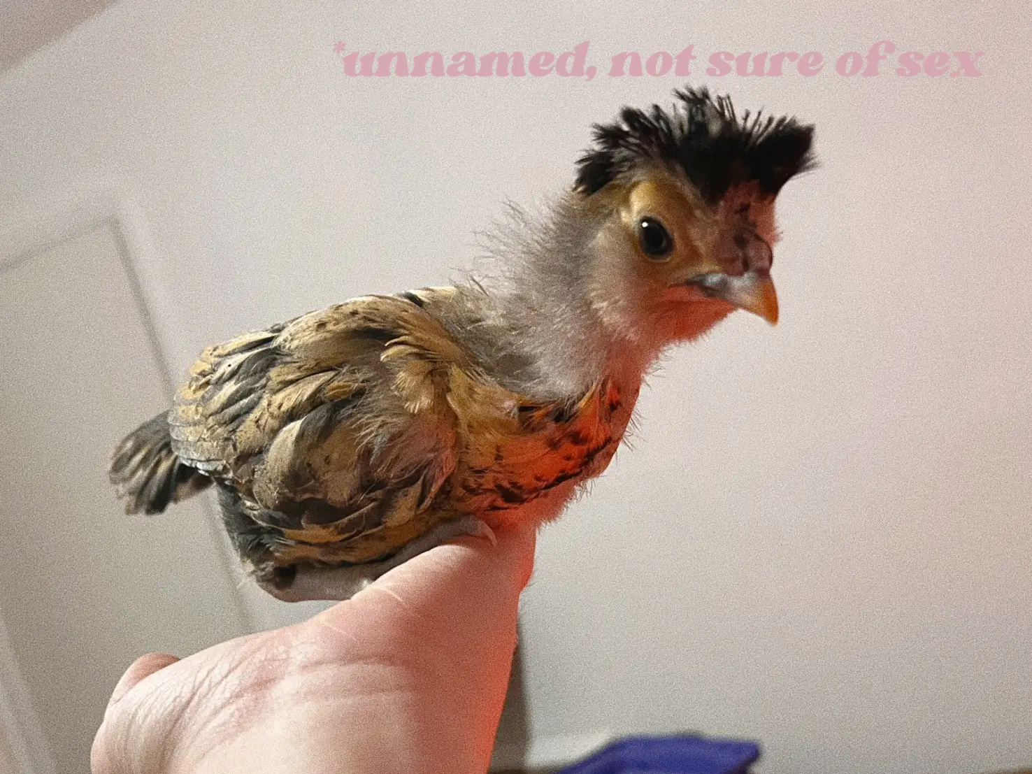 chicks then vs. now pt. 2 | Gallery posted by Ariel Rodgers | Lemon8