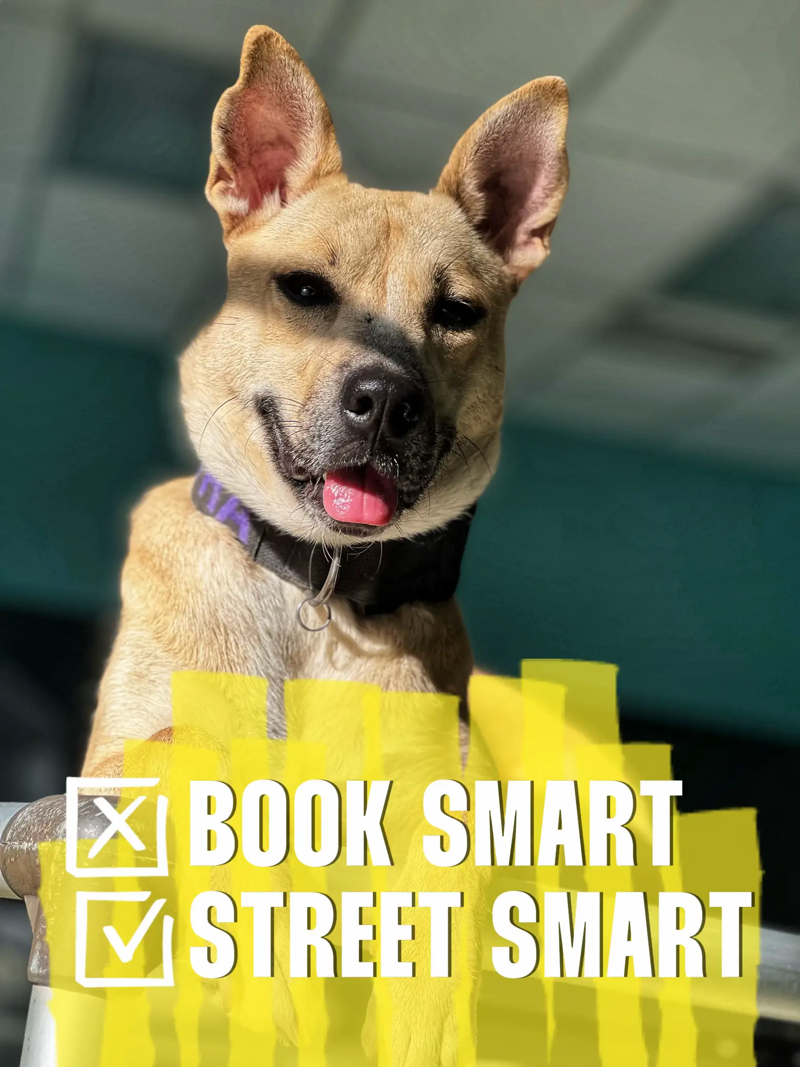 Train for Real Life with easy exercises | Gallery posted by Seer K9 ...