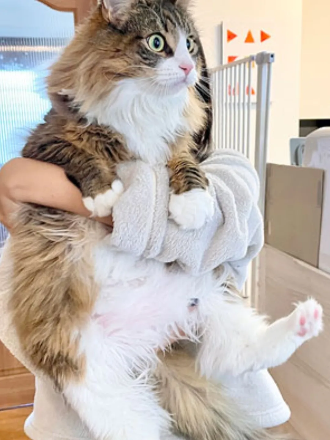 デカく成っちゃったニャ～ ゴメンダニャ〜 (⁠｡⁠ﾉ⁠ω | mONkunが投稿したフォトブック | Lemon8