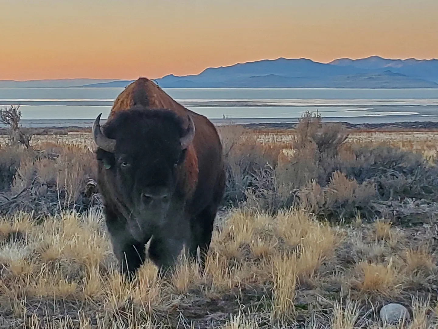 Bison! this guy has been so inspirational. | Gallery posted by ...