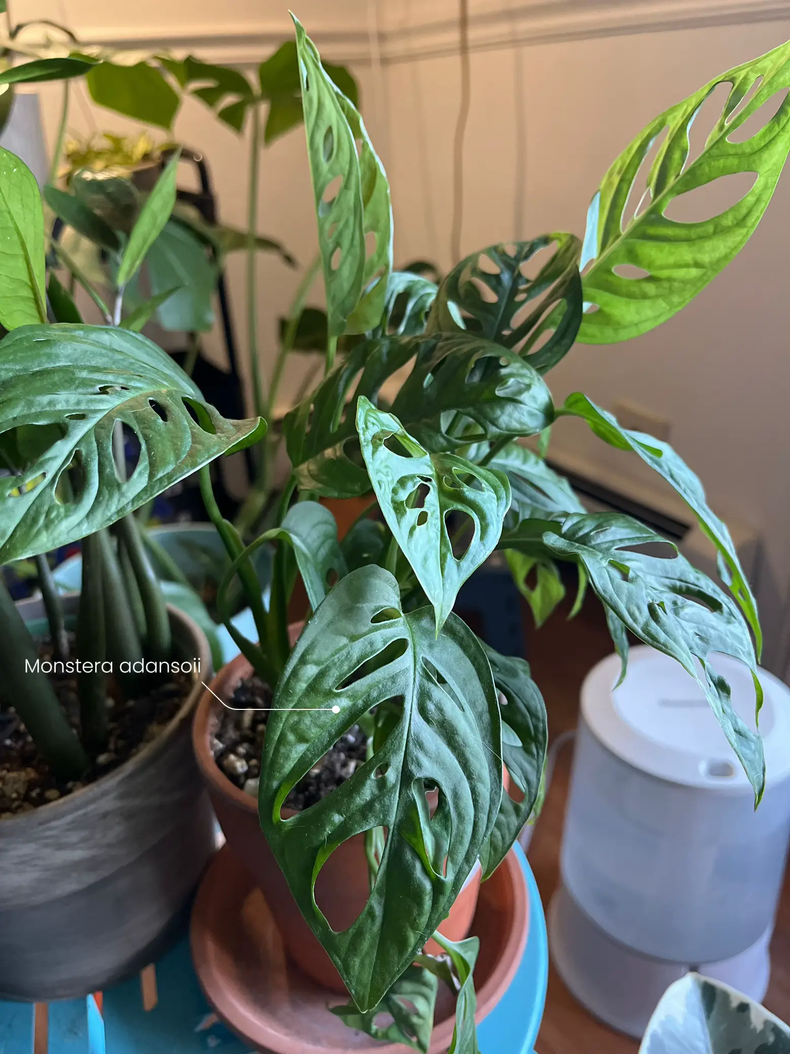 My current favorite plants | Gallery posted by kat tor | Lemon8