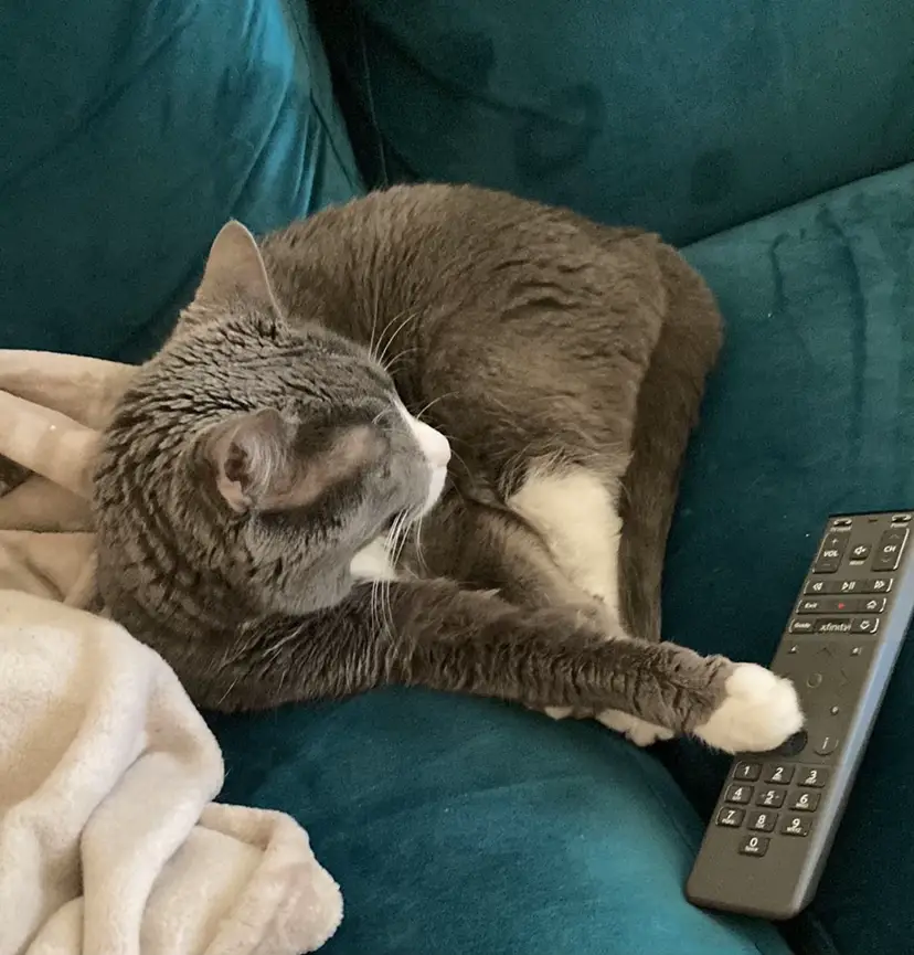 Lazy Bean 🐈‍⬛ | Gallery posted by SW Daydream | Lemon8