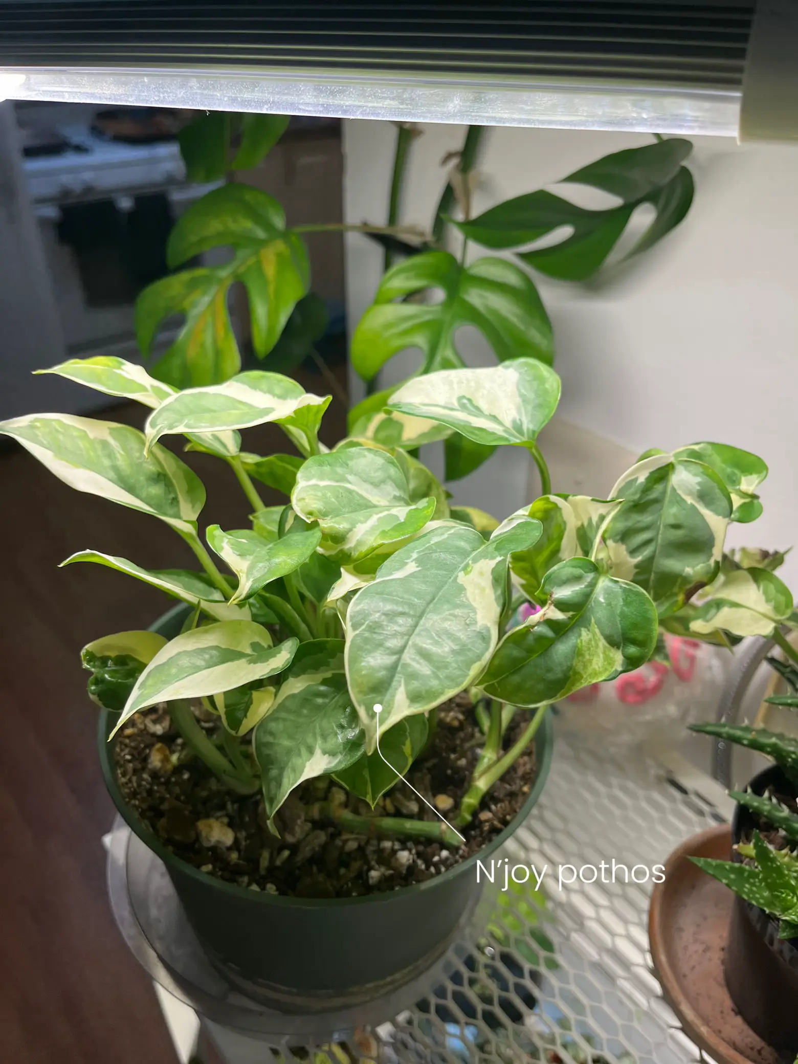 My current favorite plants | Gallery posted by kat tor | Lemon8