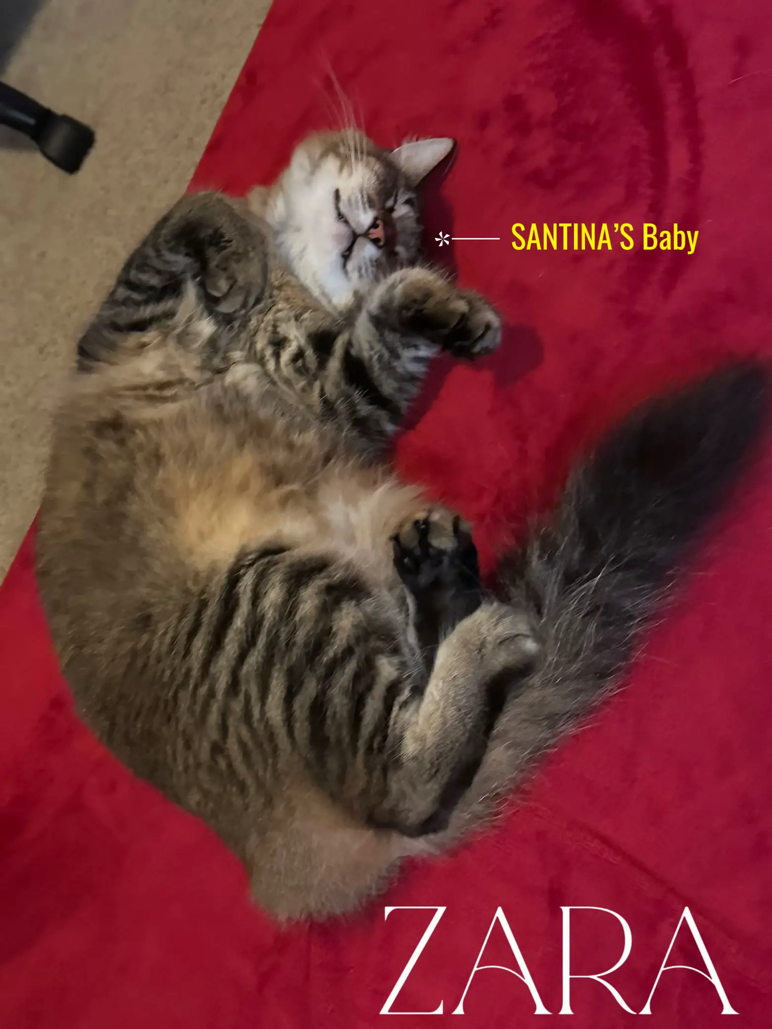 Zara🐾 | Gallery posted by SantinaRoc82393 | Lemon8