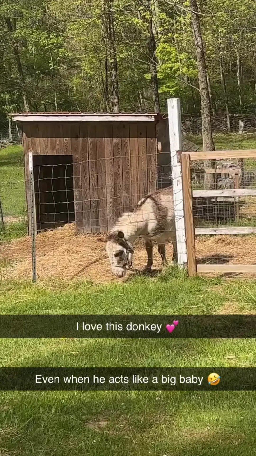 Rex the donkey | Video published by Monique Gilder | Lemon8