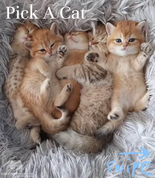 Pick A Cat 🥰🐈 | Gallery posted by Emma Coskun | Lemon8