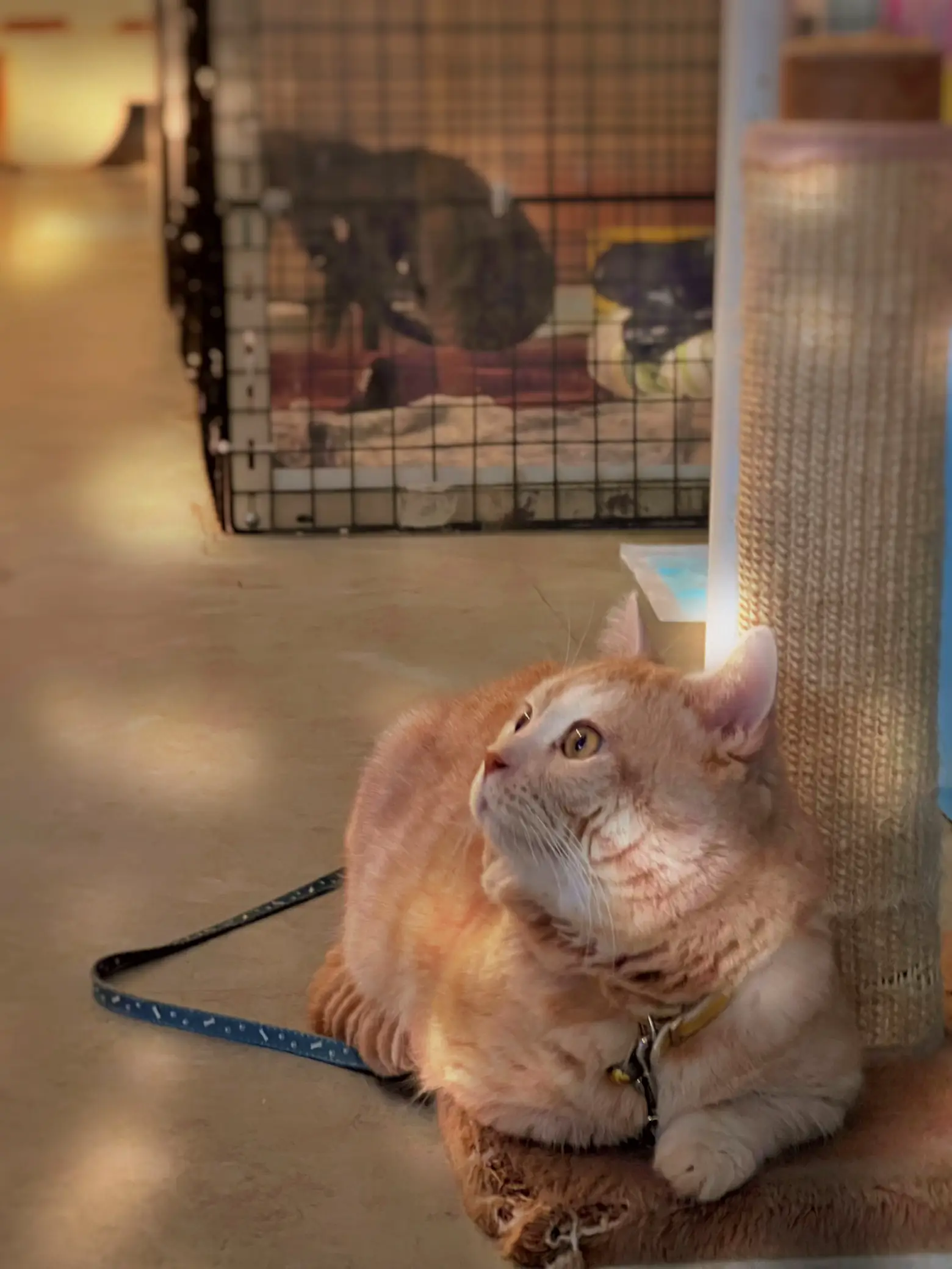 Shizuoka 】 Cat Museum Learn the history of cats and touch with spoiled ...