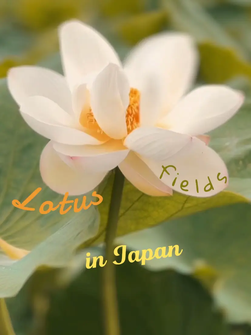 Summer time, Lotus Fields 🪷😮‍💨 | วิดีโอที่เผยแพร่โดย abordoconAlissa | Lemon8