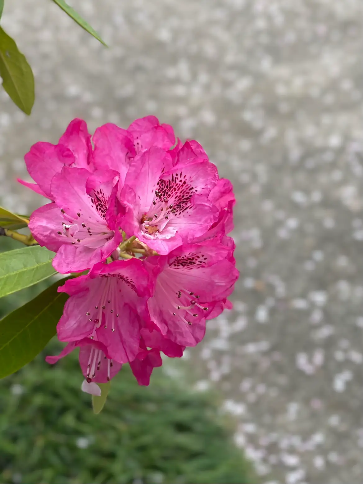 春の風に揺れる | Hirotaku_magicの投稿動画 | Lemon8