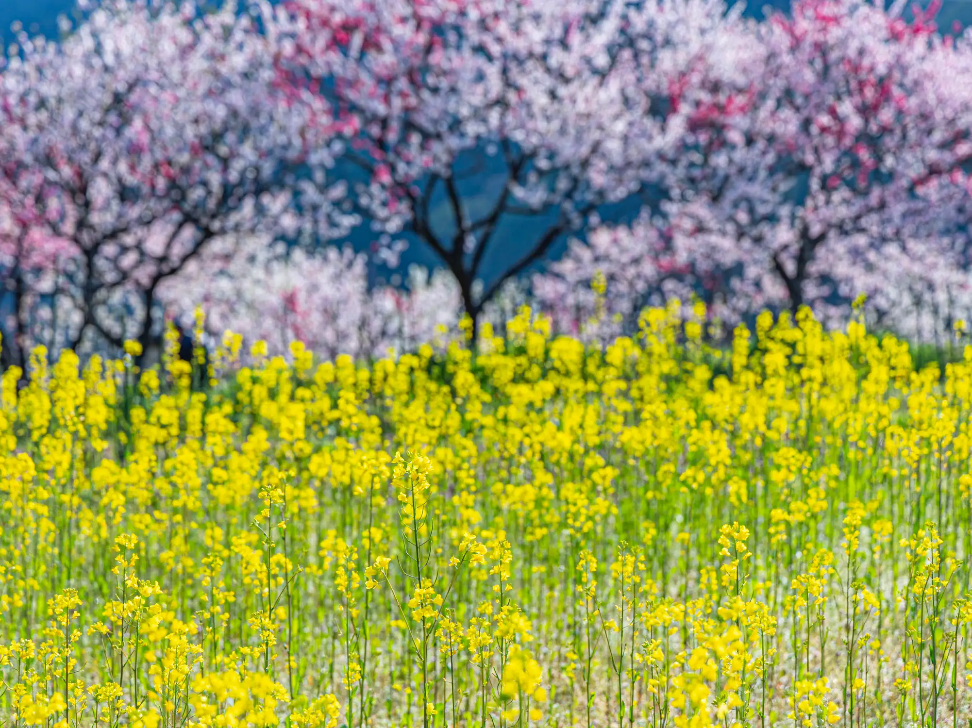 ฤดูใบไม้ผลิหมู่บ้าน Azhi🌸 | แกลเลอรีที่โพสต์โดย mökki GLAMPING | Lemon8