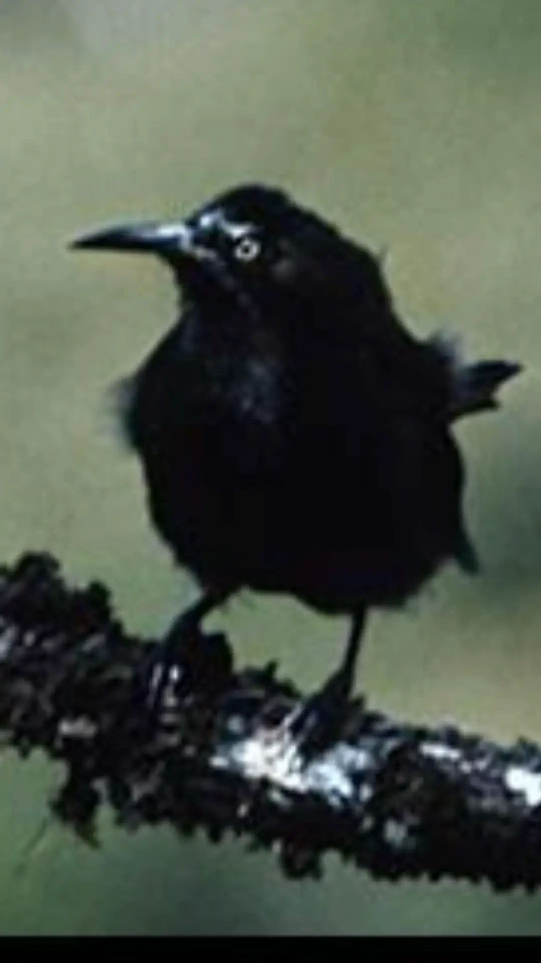 Kauaʻi ʻōʻō Birds last song | Video published by Kfactemporium | Lemon8