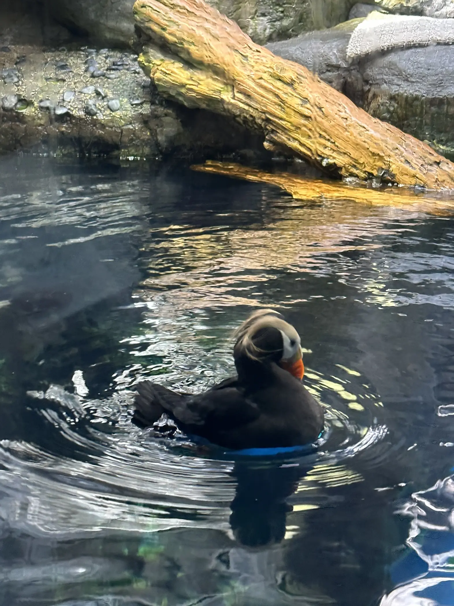 大阪 - Kaiyukan 🐬 | Noriが投稿したフォトブック | Lemon8