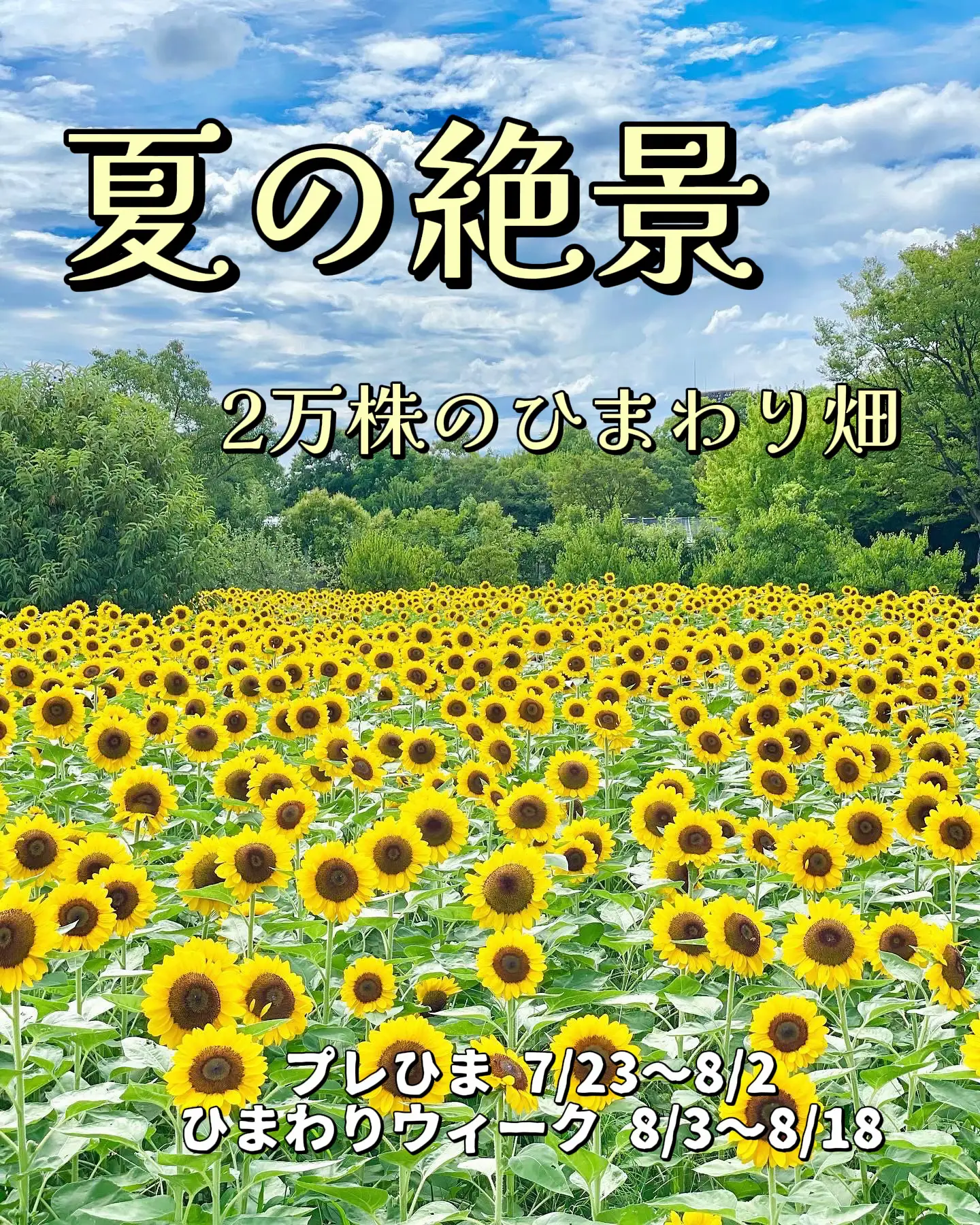 แล้วพบกันเร็ว ๆ นี้ !! 20,000 ทุ่งทานตะวัน🌻' - | แกลเลอรีที่โพสต์โดย ...