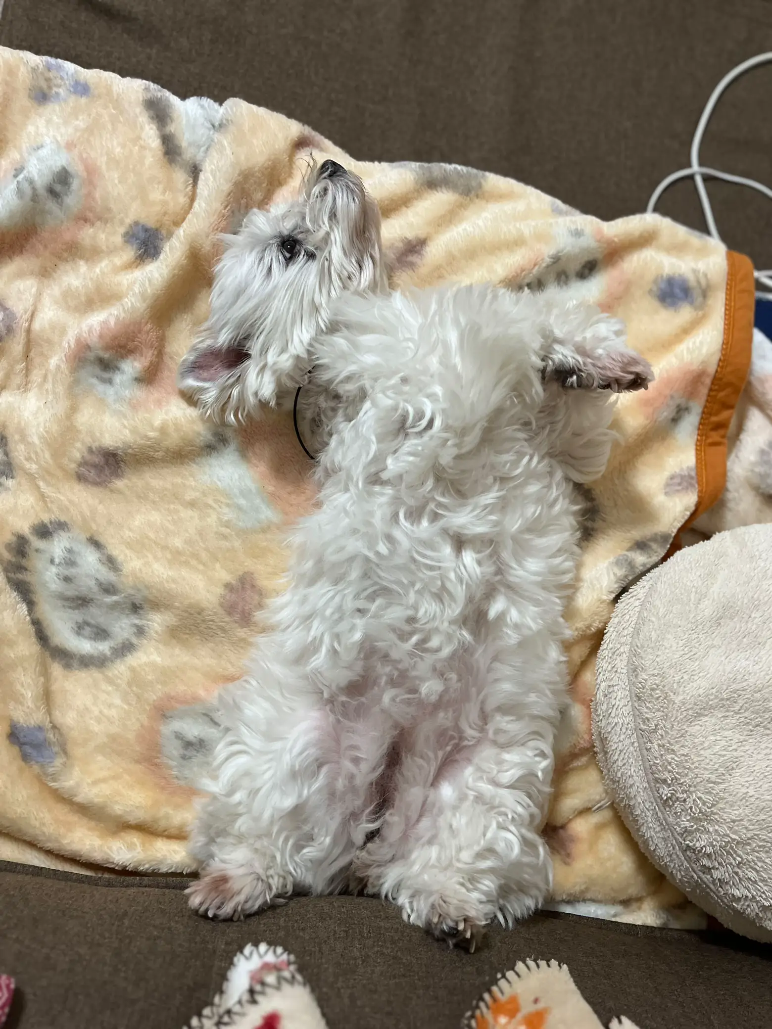 へそ天 | Kat Suzukiが投稿したフォトブック | Lemon8