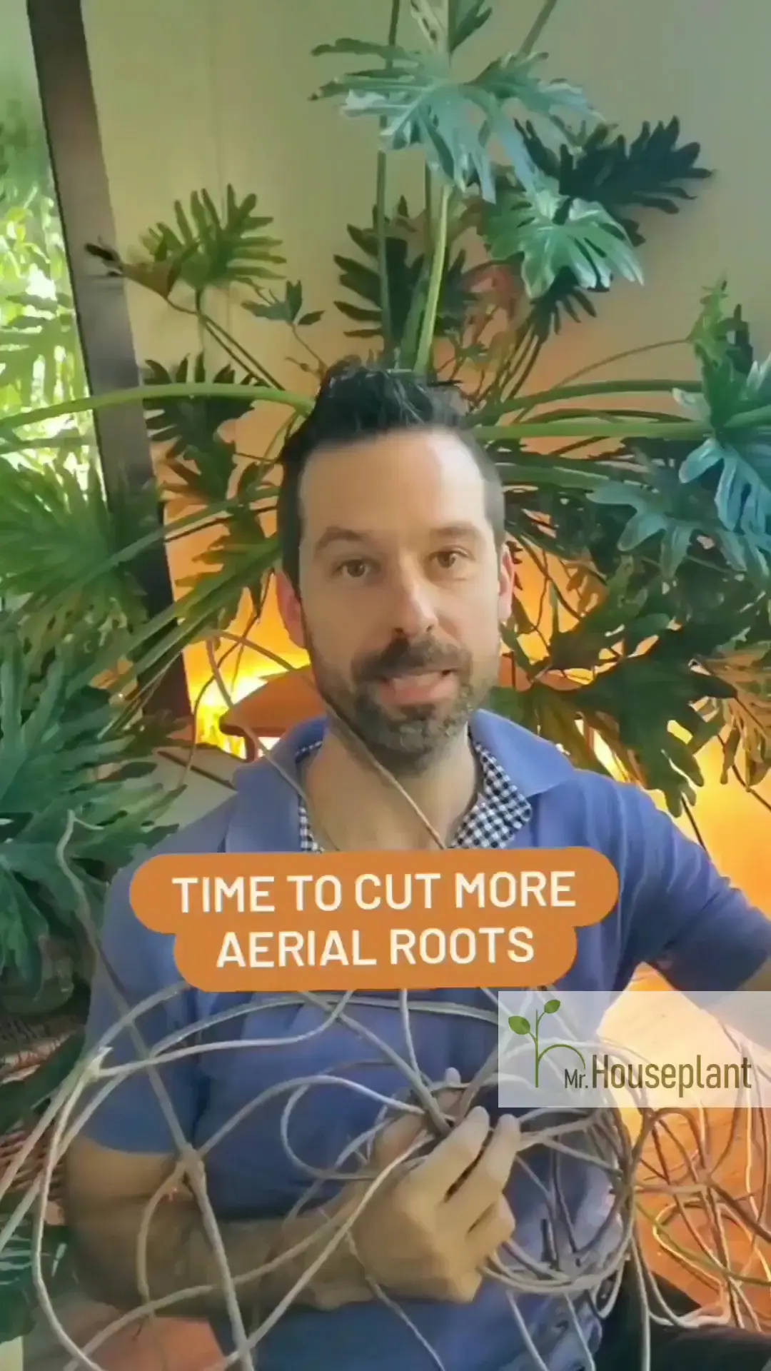 Cutting aerial roots on Philodendron Selloum | Video published by Mr ...